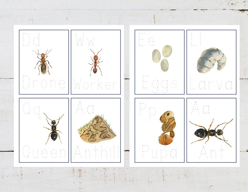 ANT LIFE CYCELE, Homeschool, Montessori, Instant Download - Etsy