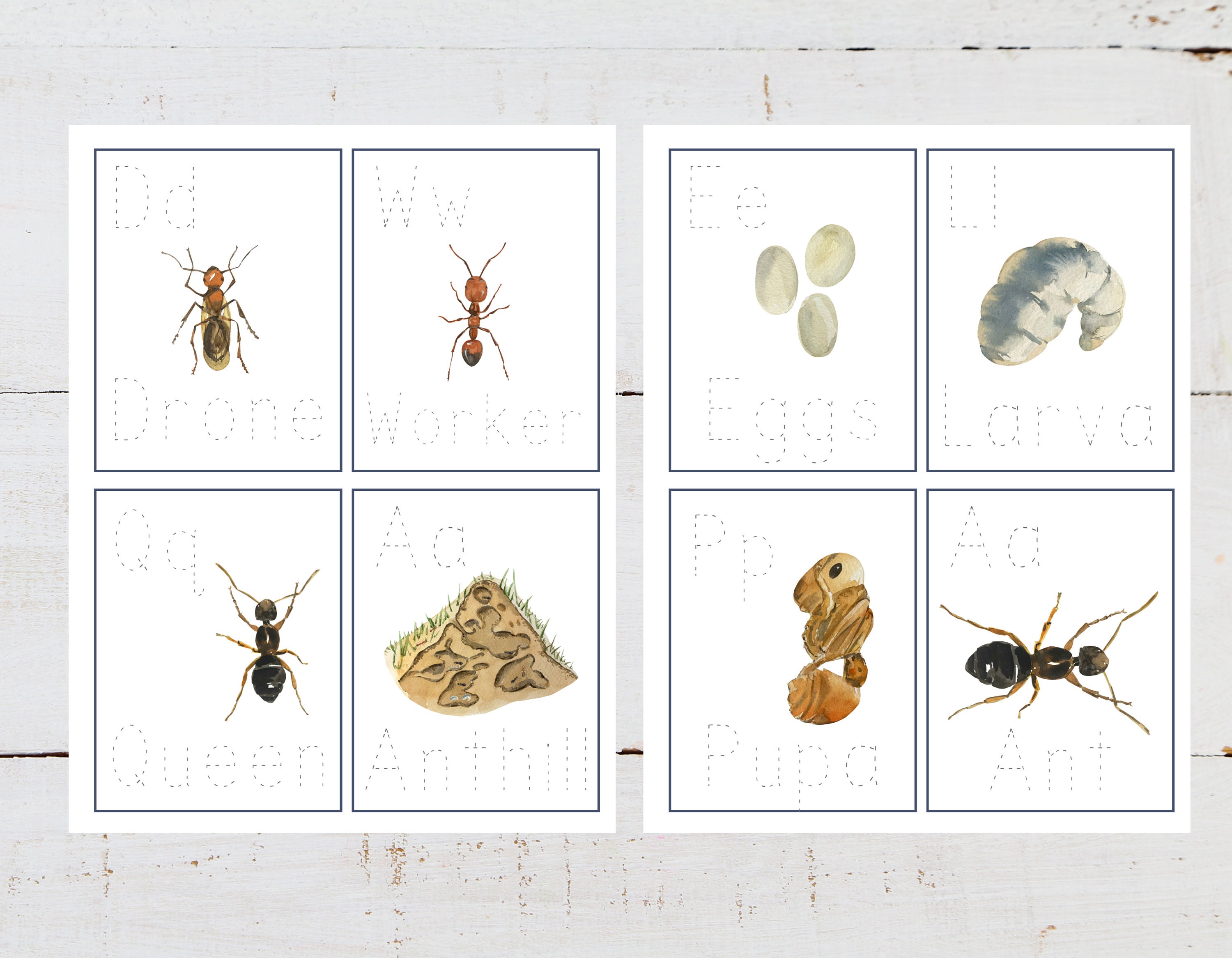 ANT LIFE CYCELE, Homeschool, Montessori, Instant Download - Etsy
