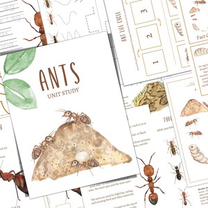 INSECTS BUNDLE, Bees, Ants, Ladybug, Butterflies Unit Studies ...