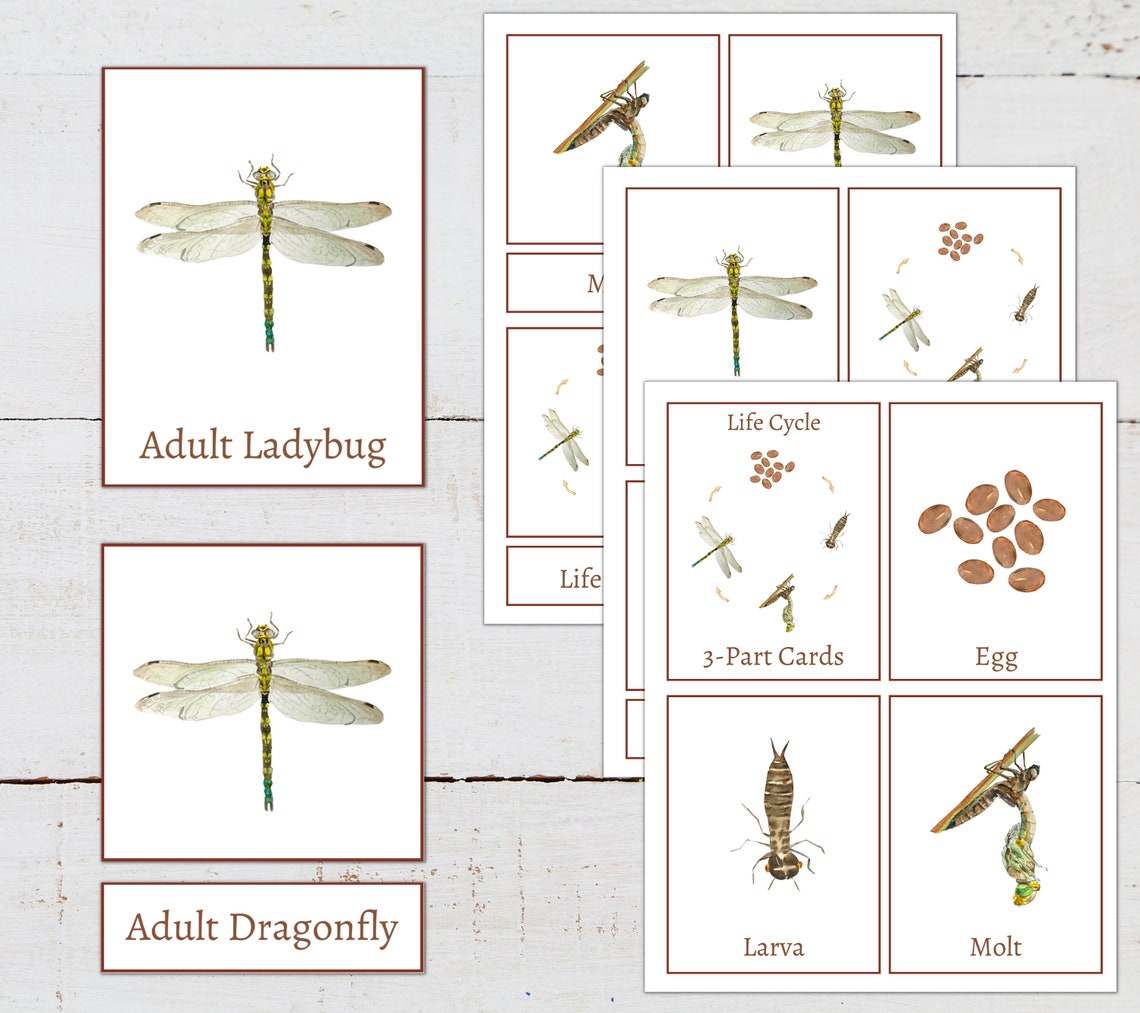 DRAGONFLY Unit Study, Life Cycle, Anatomy, Nature Study, Science ...