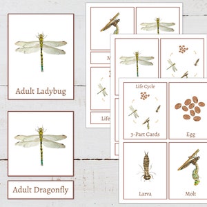 DRAGONFLY Unit Study, Life Cycle, Anatomy, Nature Study, Science ...