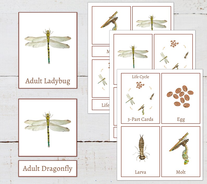 DRAGONFLY Unit Study, Life Cycle, Anatomy, Nature Study, Science ...