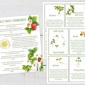 STRAWBERRY Unit Study, Life Cycle, Anatomy, Nature Study, Science ...