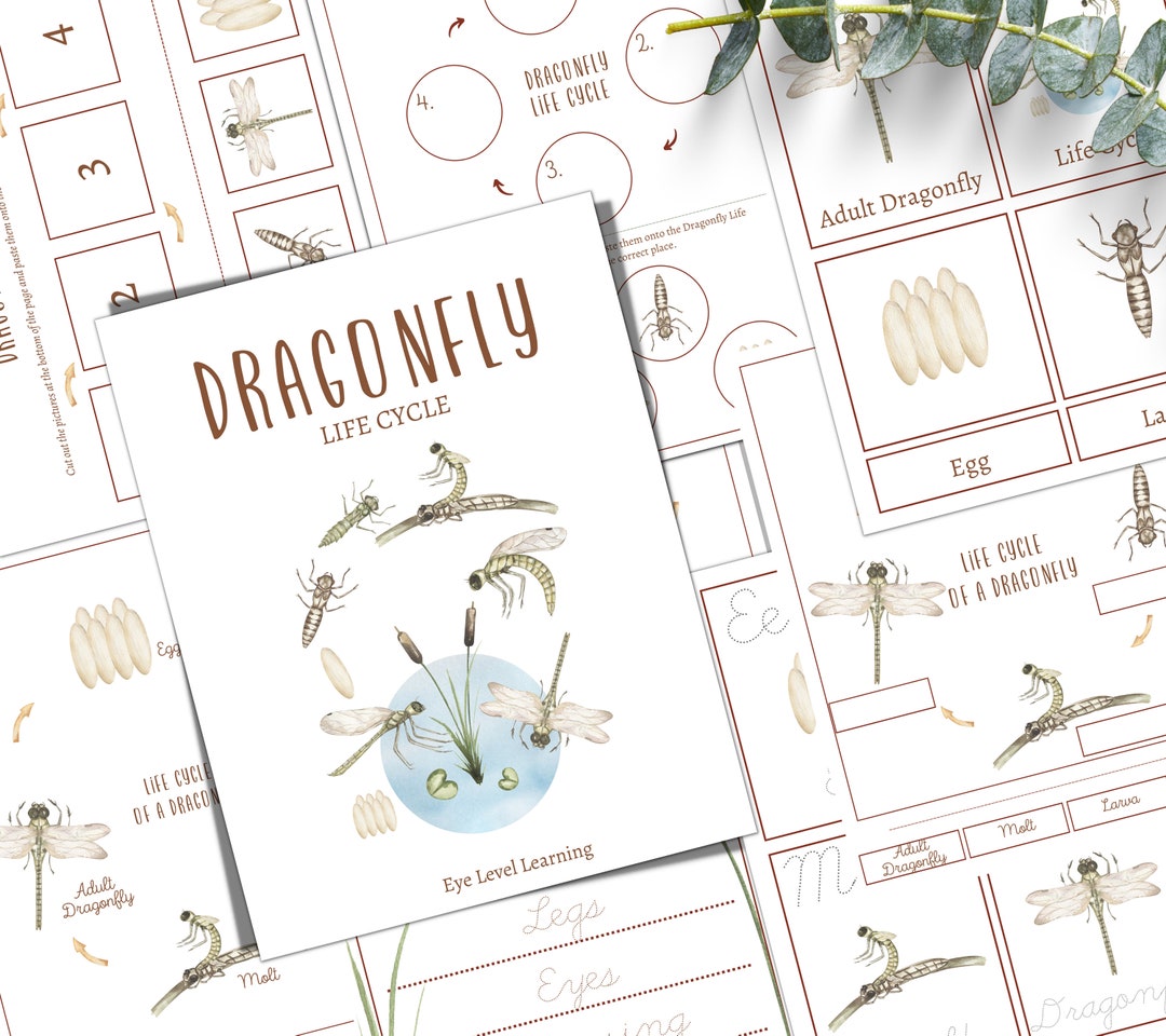 DRAGONFLY Life Cycle, Nature Study, Science, Homeschool, Montessori ...