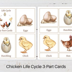 CHICKEN Mini Unit Study, Life Cycle, Anatomy, Nature Study, Science ...