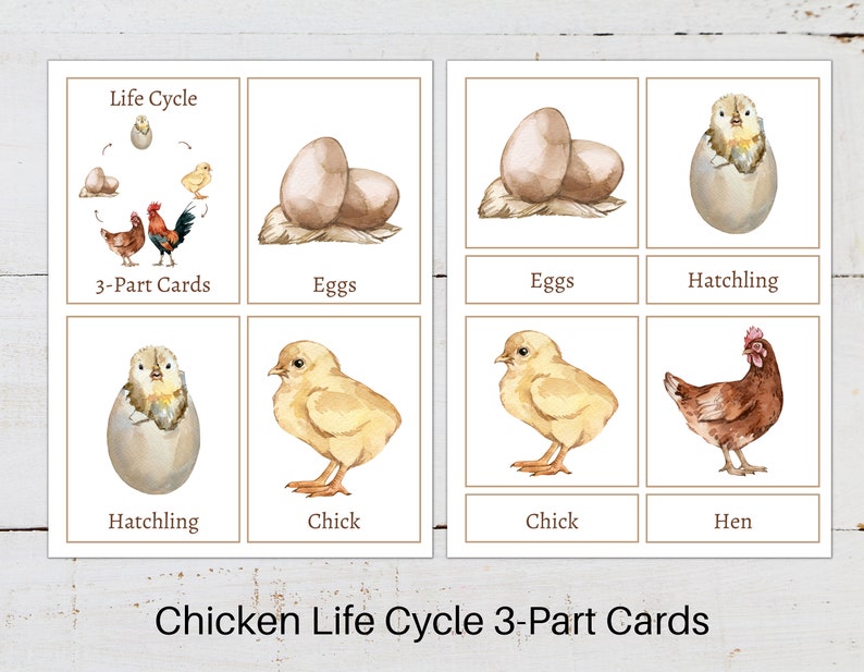 CHICKEN Mini Unit Study, Life Cycle, Anatomy, Nature Study, Science ...