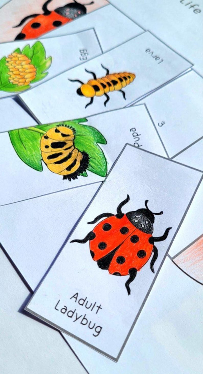 Ladybug Life Cycle, Ladybird Sequence and Fold Kids' Science Craft, A4 ...