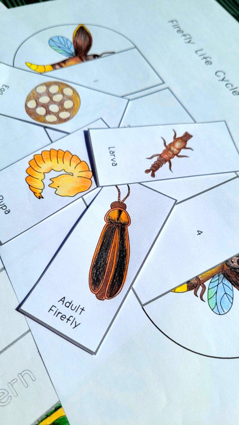 Firefly Life Cycle Foldable Template, Kids' Science Craft, A4 and 11x8 ...