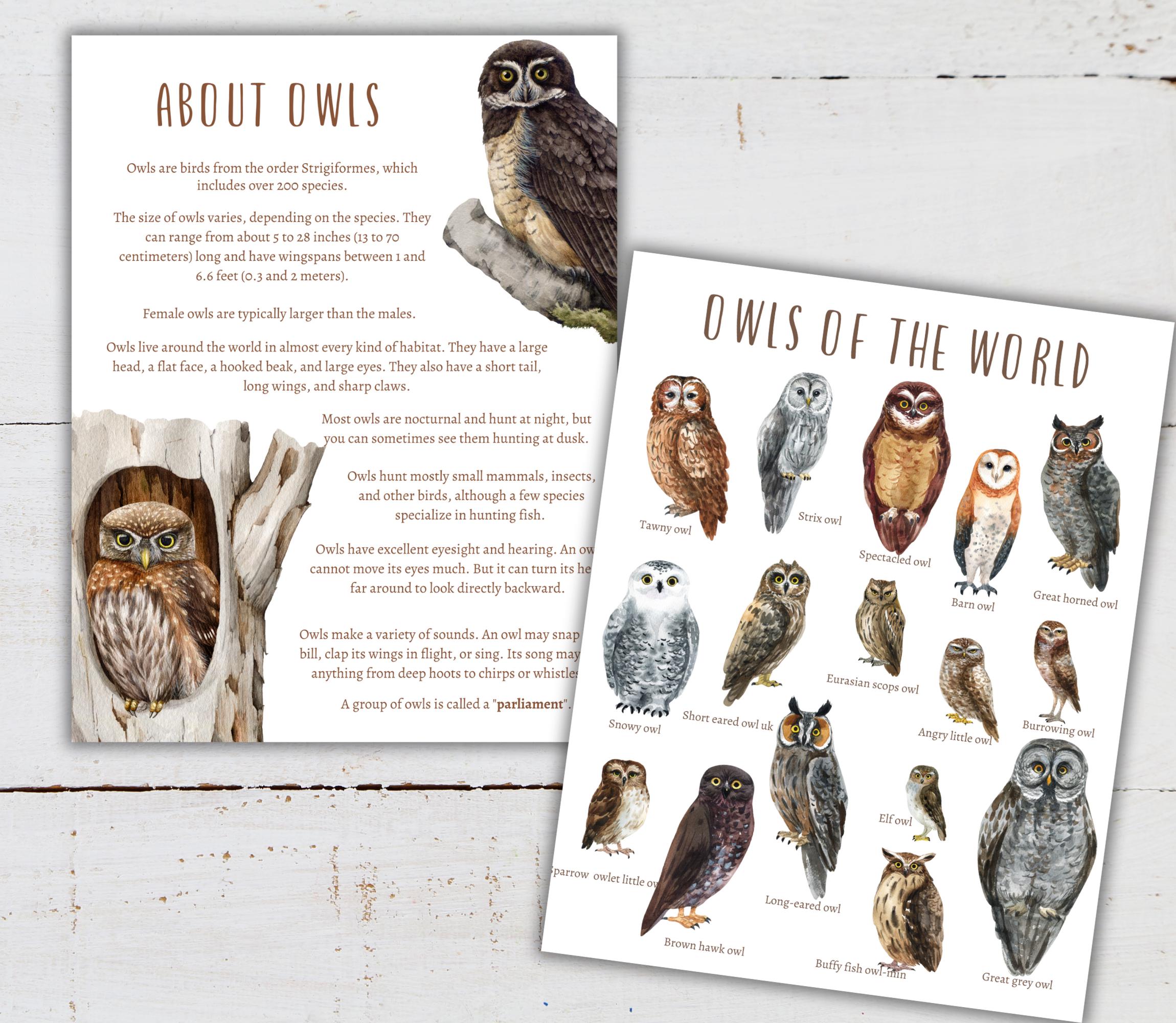 OWLS Unit Study, Life Cycle, Anatomy, Nature Study, Science, Homeschool ...