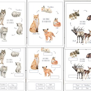 WINTER ANIMALS Unit Study, Life Cycle, Anatomy, Nature Study, Science ...