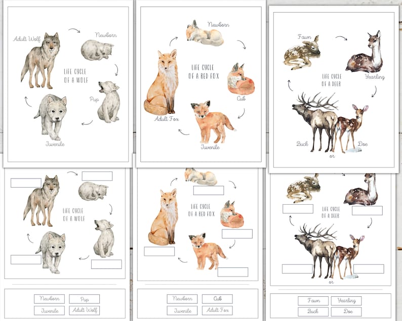 WINTER ANIMALS Unit Study, Life Cycle, Anatomy, Nature Study, Science ...