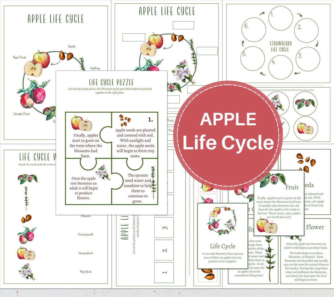 APPLE LIFE CYCLE, Homeschool, Montessori, Instant Download - Etsy