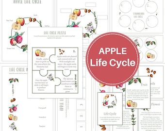 Apple Life Cycle Pre K Printable Worksheets - Etsy