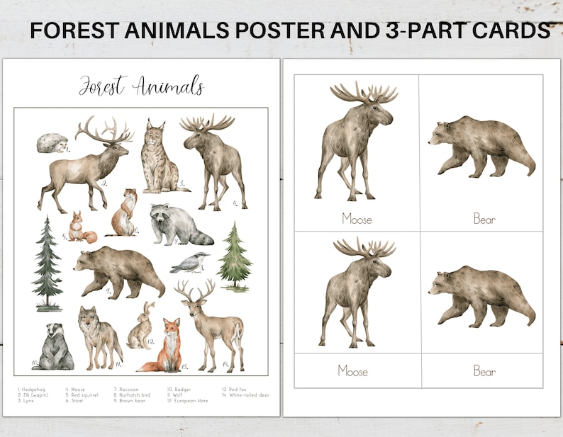FOREST ANIMALS Mini Poster 3-part Cards Homeschool - Etsy
