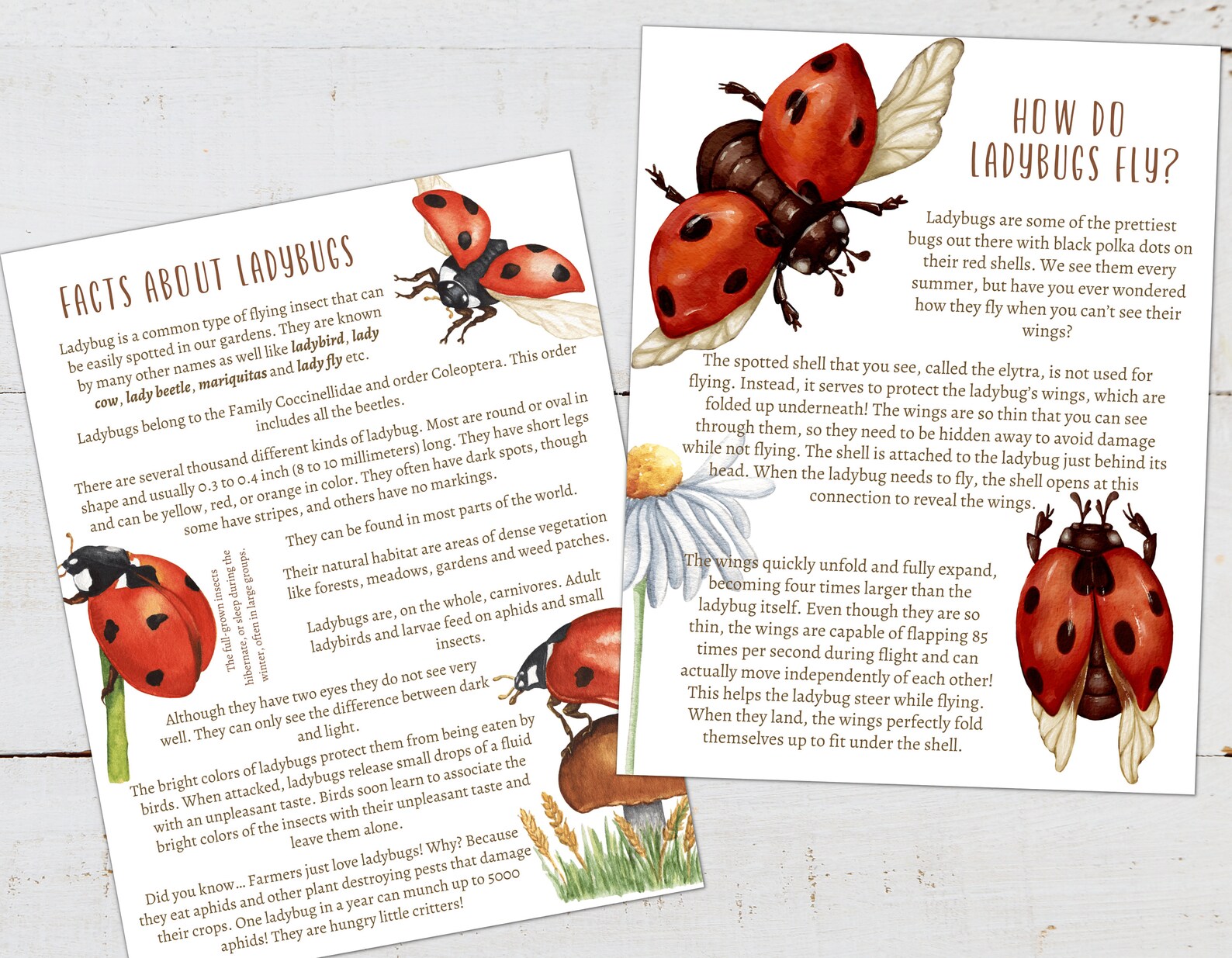 INSECTS BUNDLE, Bees, Ants, Ladybug, Butterflies Unit Studies ...