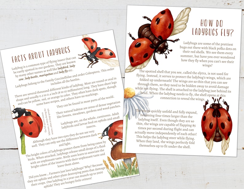 INSECTS BUNDLE Bees Ants Ladybug Butterflies Unit Studies - Etsy