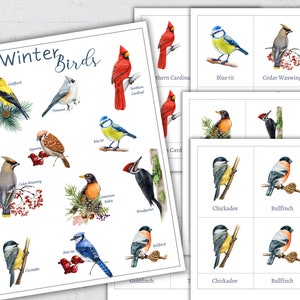 WINTER BIRDS Unit Study, Life Cycle, Anatomy, Nature Study, Science ...