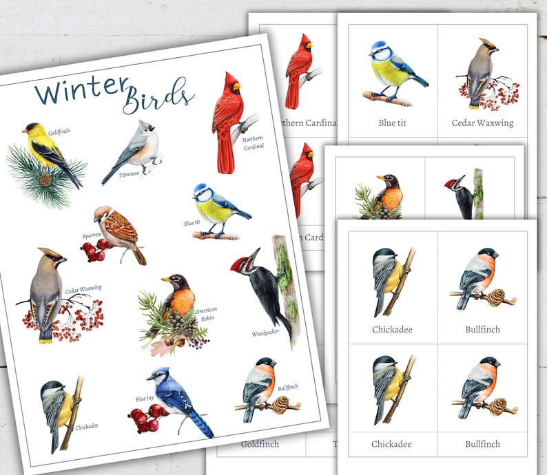 WINTER BIRDS Unit Study, Life Cycle, Anatomy, Nature Study, Science ...