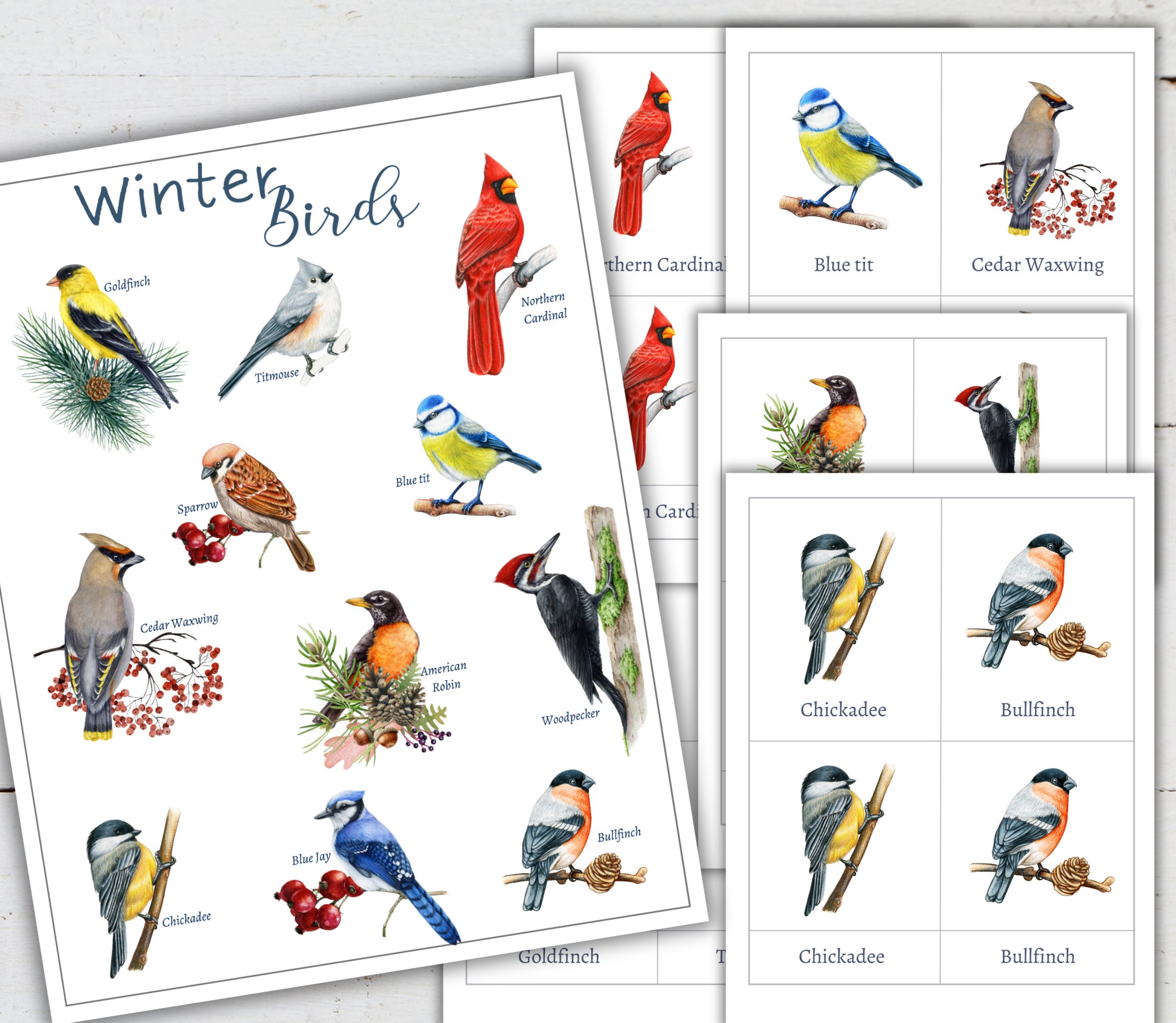 WINTER BIRDS Unit Study, Life Cycle, Anatomy, Nature Study, Science ...