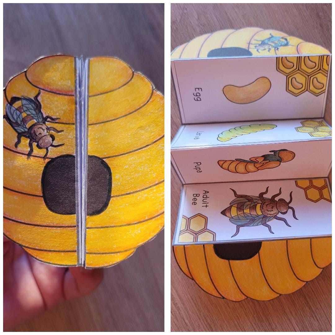 Bee Life Cycle, Honey Bee Sequence and Fold Kids' Science Craft, A4 and ...