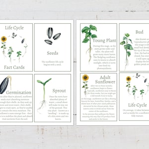 SUNFLOWER LIFE CYCLE, Posters, 3-part Cards, Fact Cards, Tracing ...