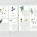 SUNFLOWER LIFE CYCLE, Posters, 3-part Cards, Fact Cards, Tracing ...