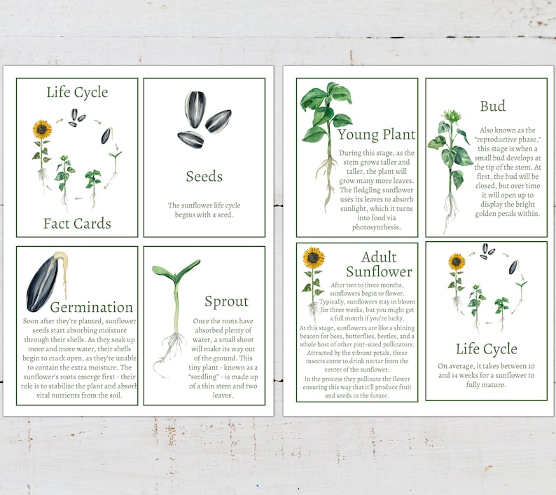 SUNFLOWER LIFE CYCLE, Posters, 3-part Cards, Fact Cards, Tracing ...