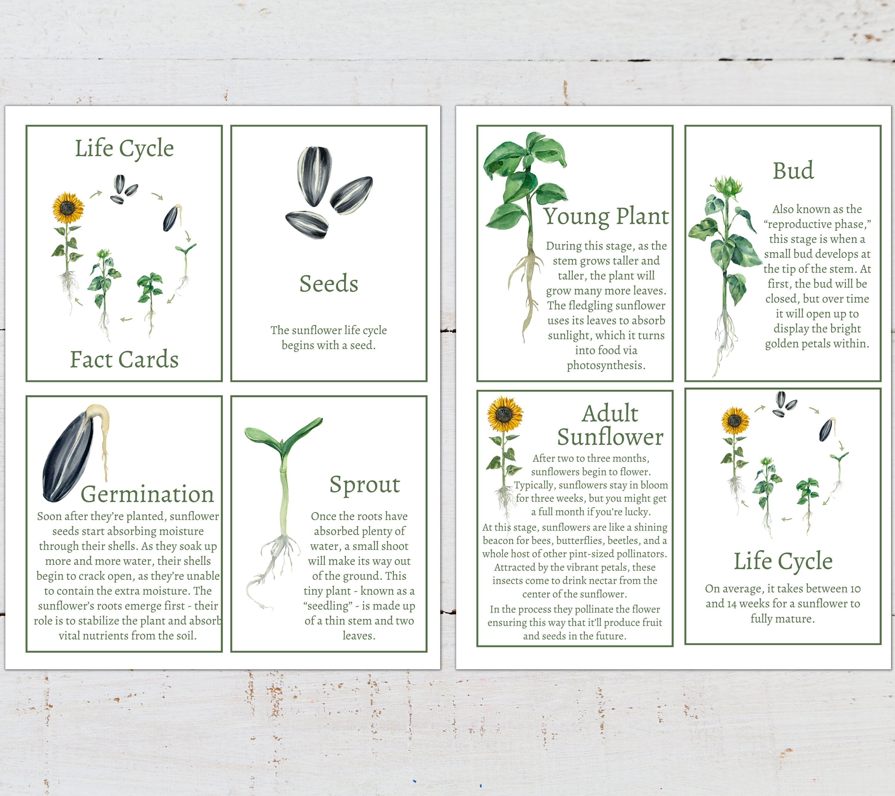 SUNFLOWER LIFE CYCLE, Posters, 3-part Cards, Fact Cards, Tracing ...
