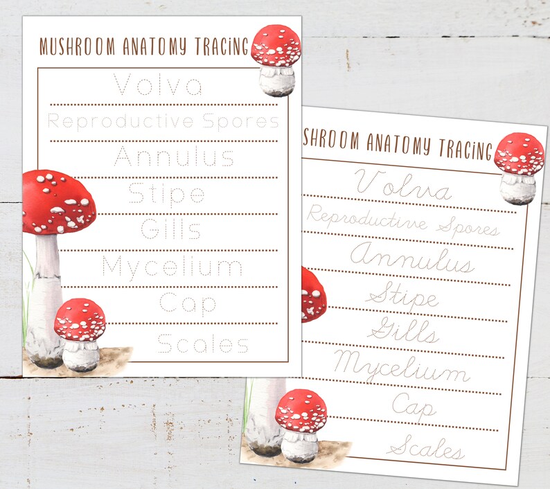 MUSHROOM Anatomy Poster, Labeling and Tracing Activity, Homeschool ...