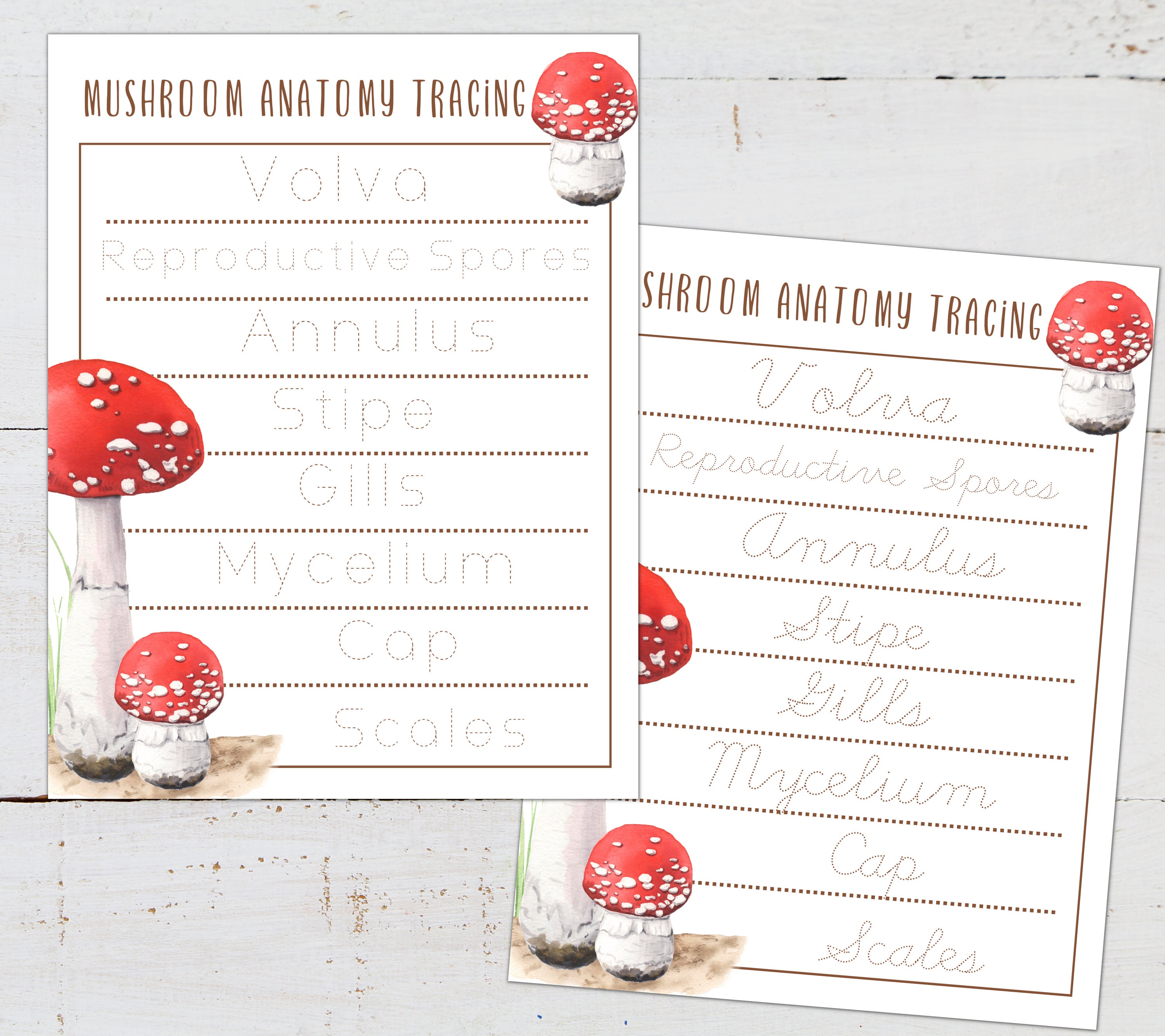 MUSHROOM Anatomy Poster, Labeling and Tracing Activity, Homeschool ...