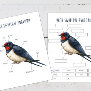 BARN SWALLOW Anatomy Poster, Labeling and Tracing Activity, Homeschool ...