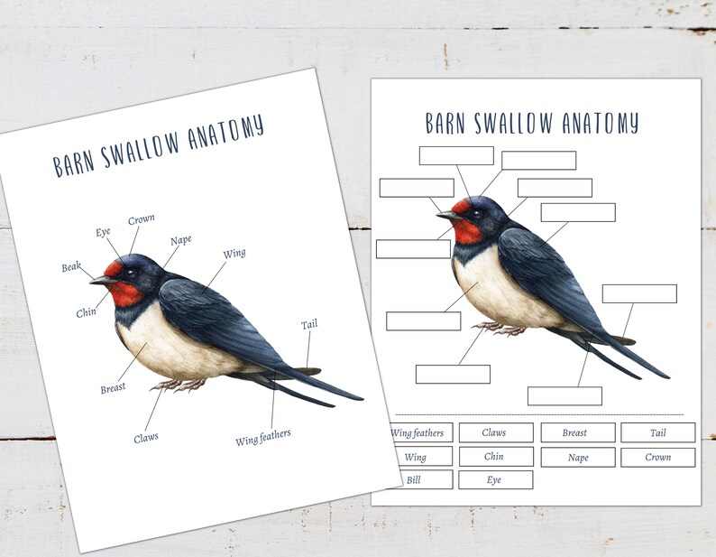 BARN SWALLOW Anatomy Poster, Labeling and Tracing Activity, Homeschool ...