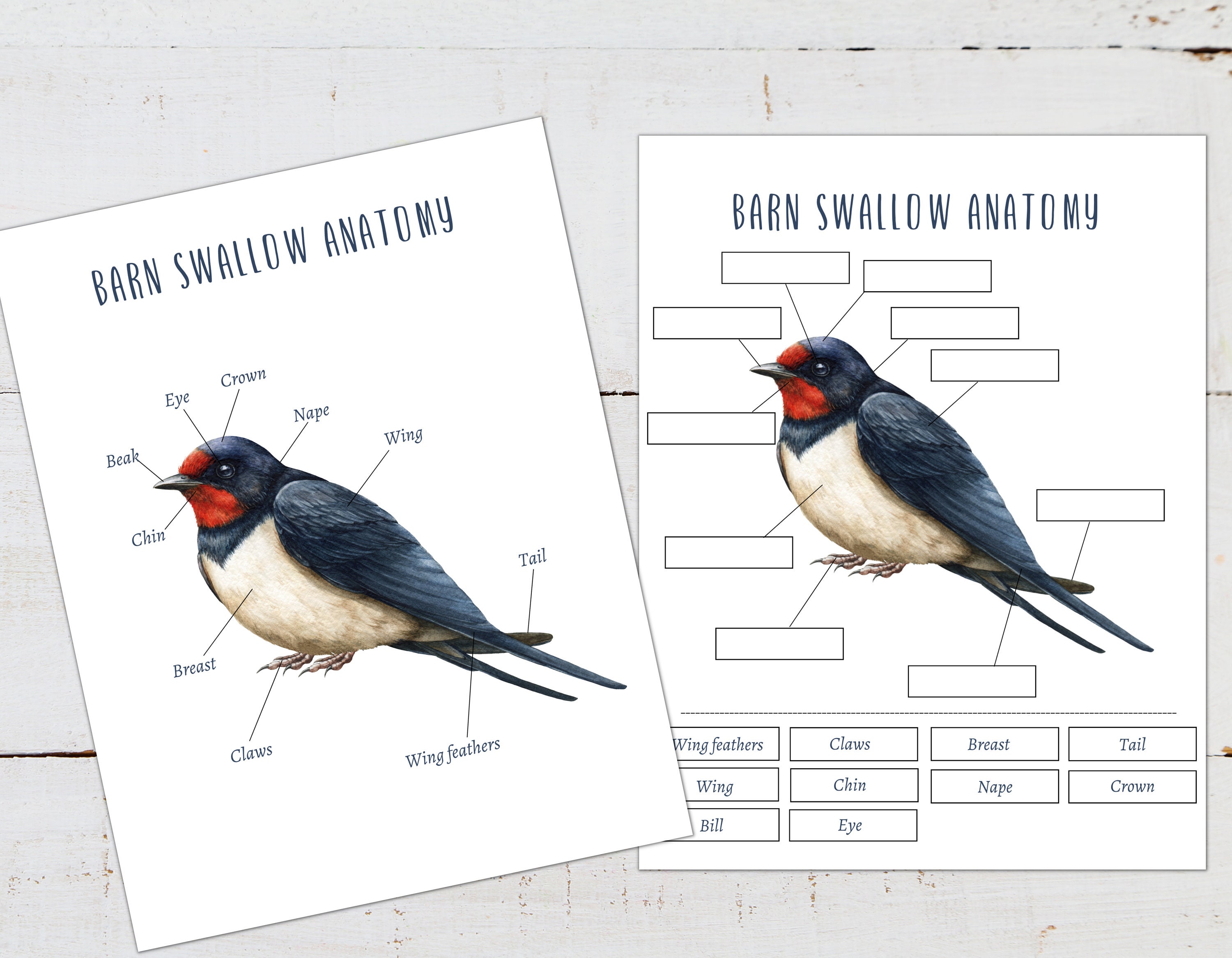 BARN SWALLOW Anatomy Poster, Labeling and Tracing Activity, Homeschool ...
