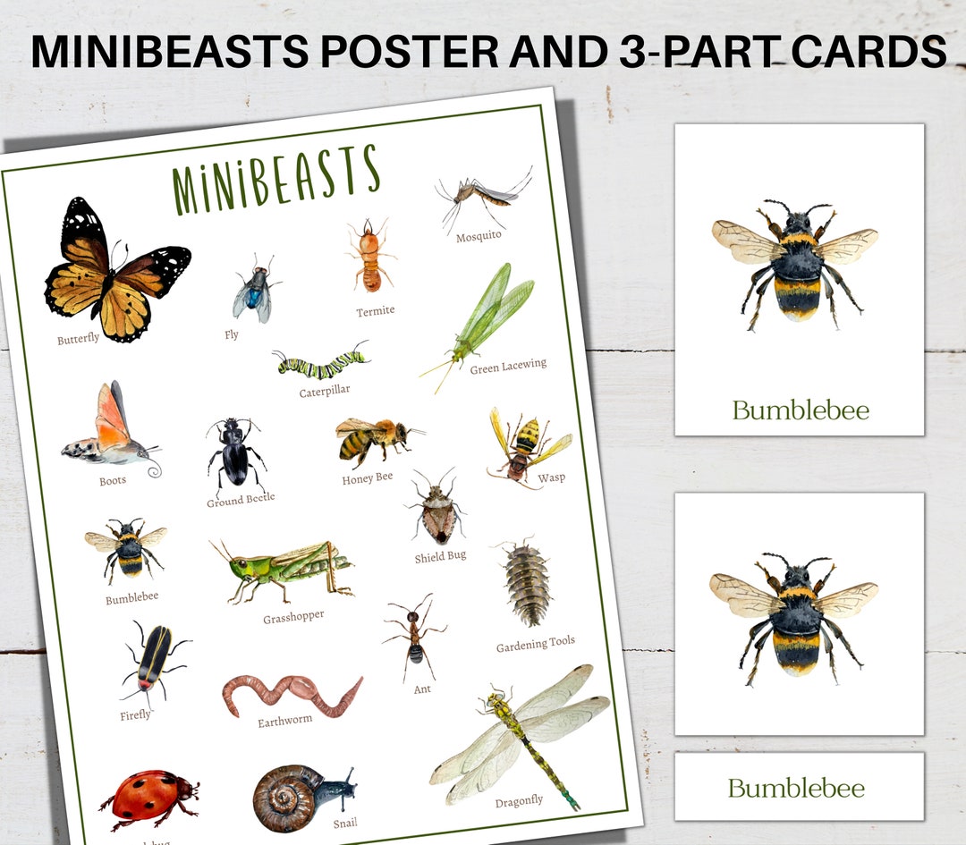 MINIBEASTS Mini Poster + 3-part Cards, Homeschool, Montessori, Instant ...