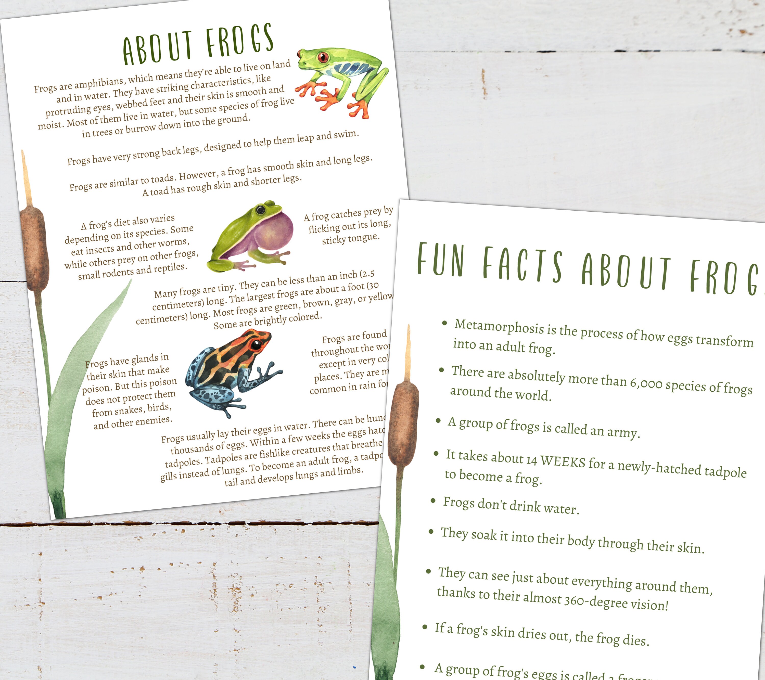 FROG Unit Study Life Cycle Anatomy Nature Study Science - Etsy