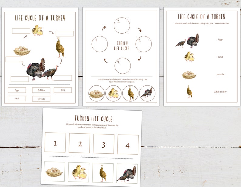 TURKEY Mini Unit Study, Life Cycle, Anatomy, Nature Study, Science ...