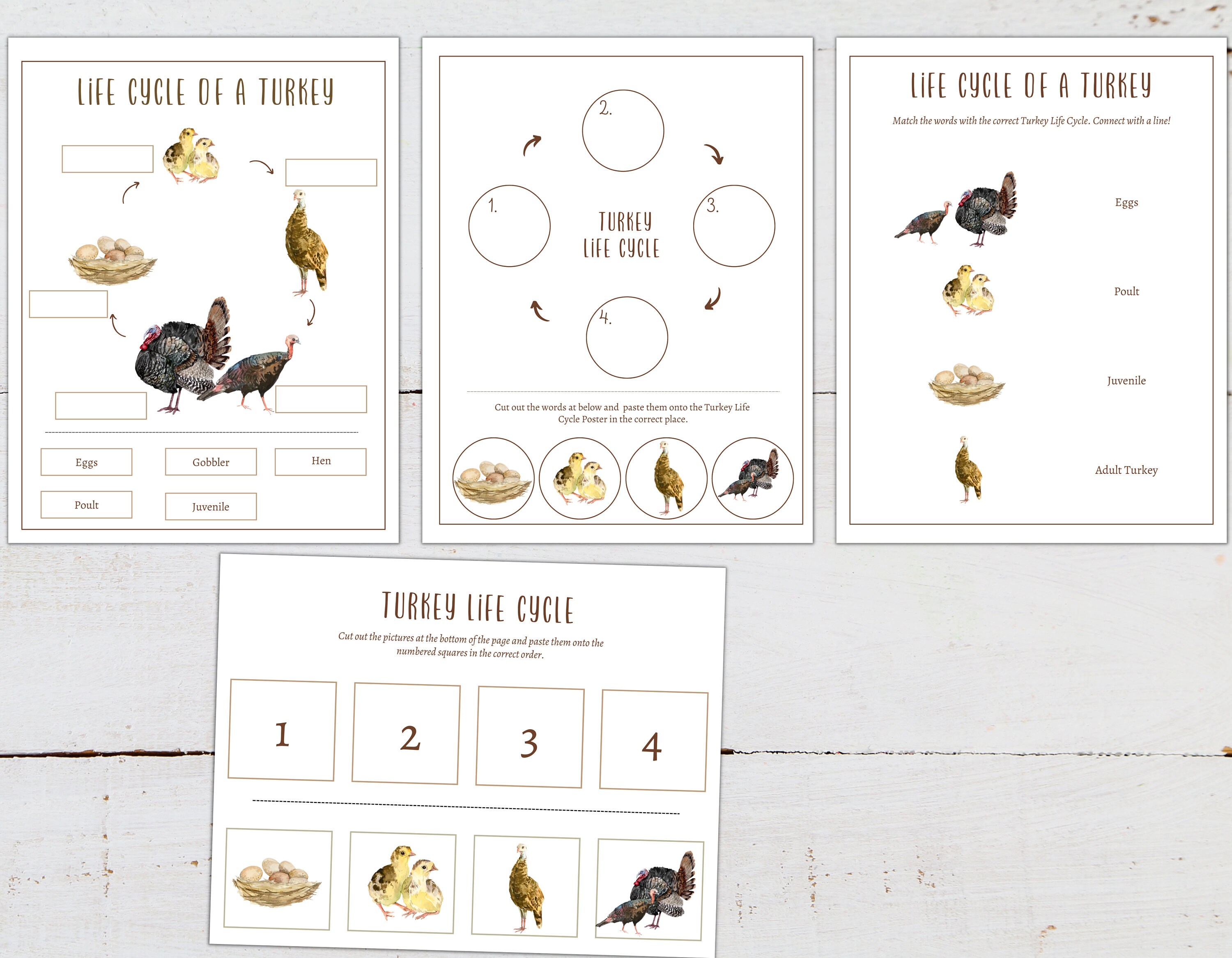 TURKEY Mini Unit Study, Life Cycle, Anatomy, Nature Study, Science ...