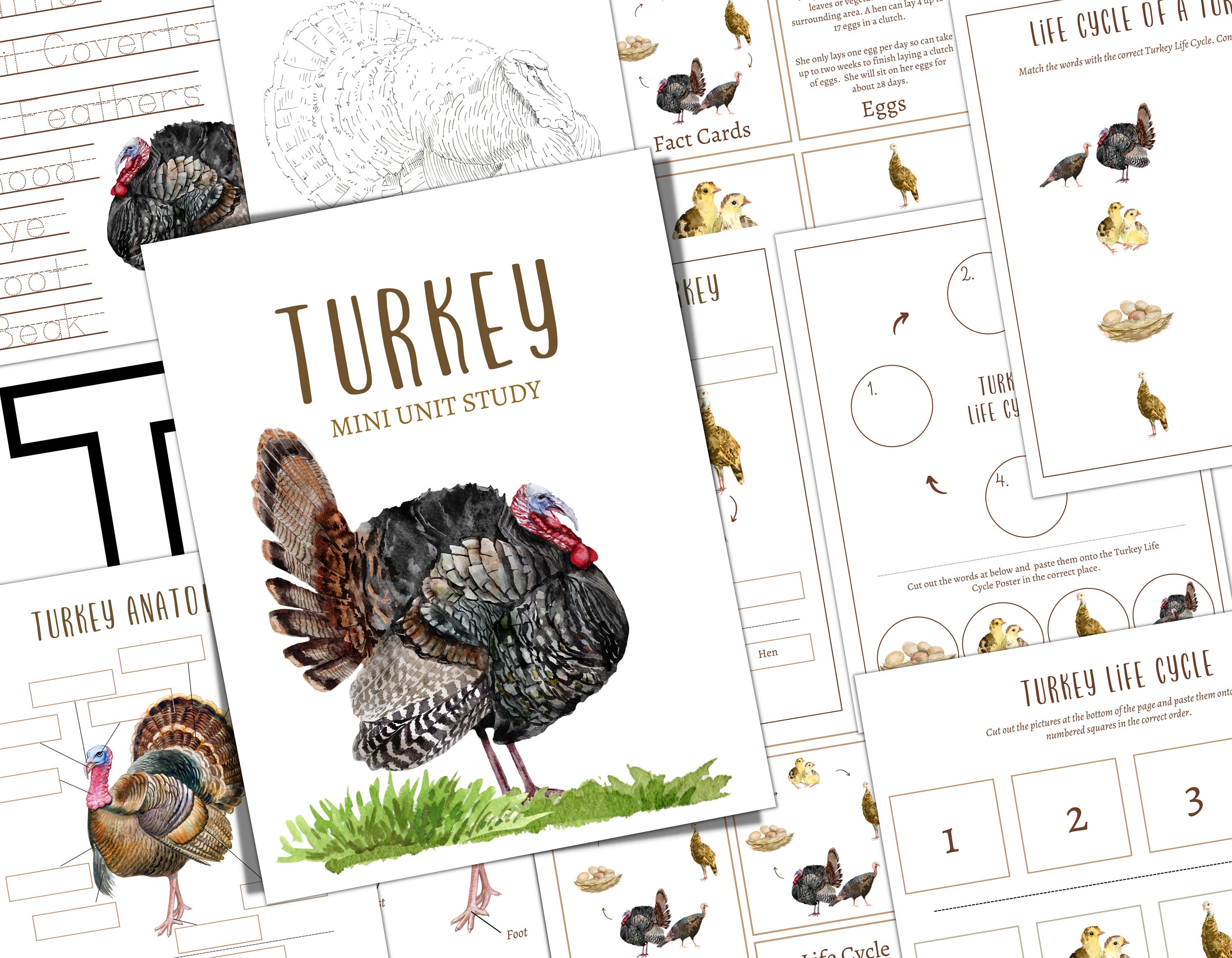 TURKEY Mini Unit Study, Life Cycle, Anatomy, Nature Study, Science ...