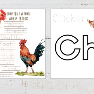 CHICKEN Mini Unit Study, Life Cycle, Anatomy, Nature Study, Science ...