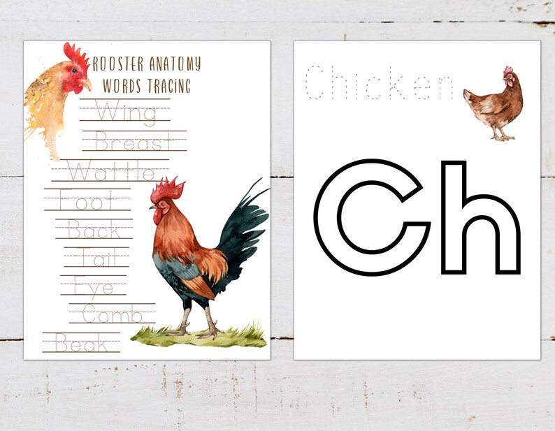 CHICKEN Mini Unit Study Life Cycle Anatomy Nature Study - Etsy