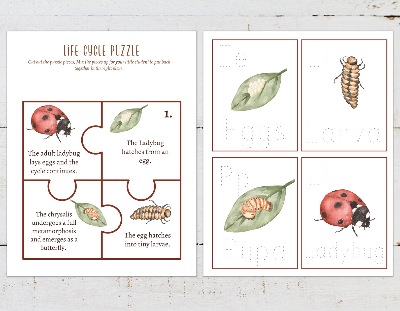 LADYBUG Unit Study, Life Cycle, Anatomy, Nature Study, Science ...