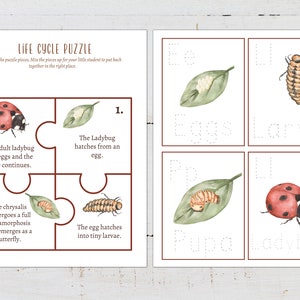LADYBUG Unit Study, Life Cycle, Anatomy, Nature Study, Science ...
