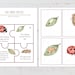 LADYBUG Unit Study, Life Cycle, Anatomy, Nature Study, Science ...