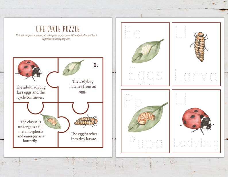 LADYBUG Unit Study Life Cycle Anatomy Nature Study - Etsy