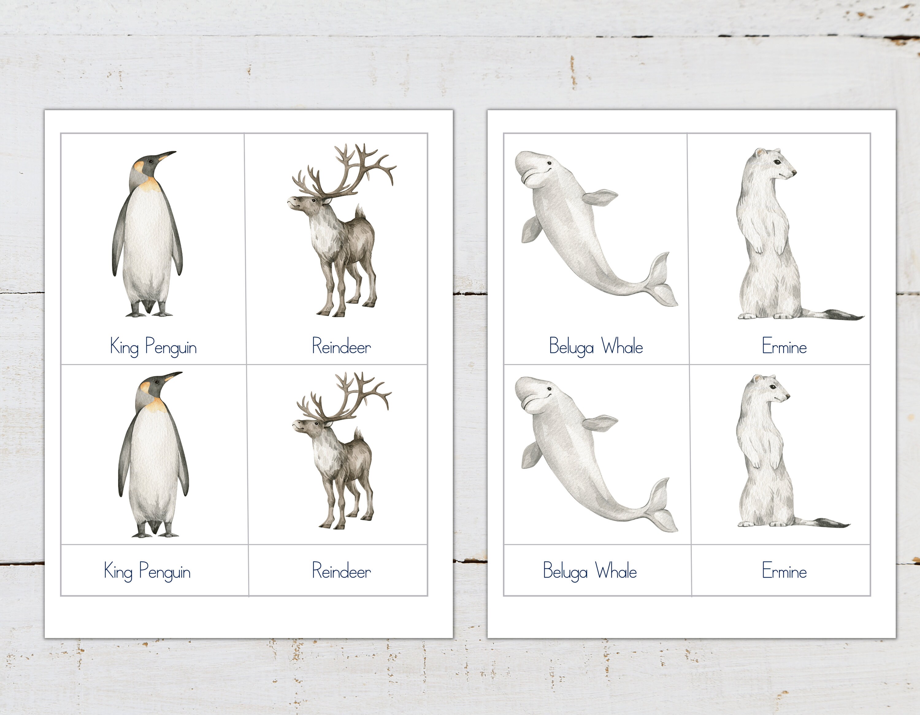 POLAR ANIMALS Mini Poster + 3-part Cards, Arctic and Antarctic Animals ...