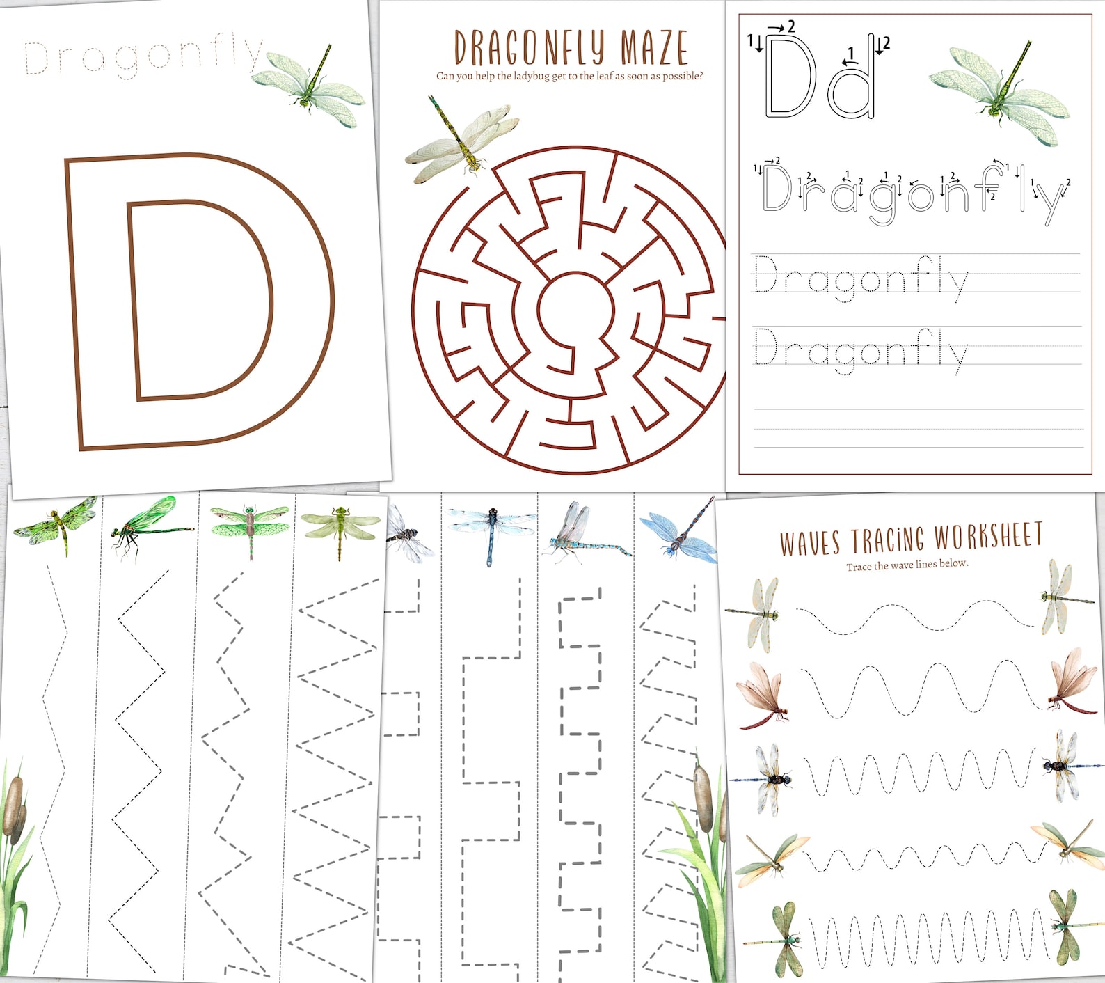 DRAGONFLY Unit Study, Life Cycle, Anatomy, Nature Study, Science ...