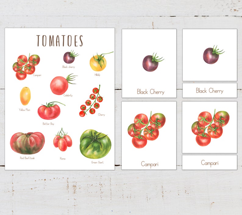 TOMATO Unit Study Life Cycle Anatomy Nature Study Science - Etsy