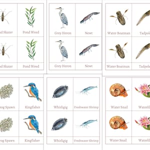 POND LIFE Poster + 3-part Cards, Nature Study, Instant DOWNLOAD - Etsy
