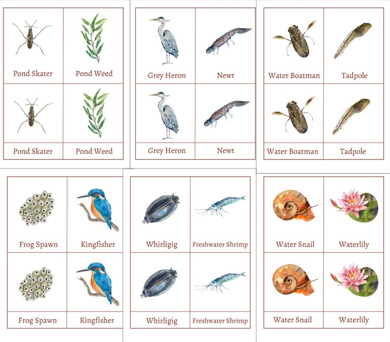 POND LIFE Poster + 3-part Cards, Nature Study, Instant DOWNLOAD - Etsy