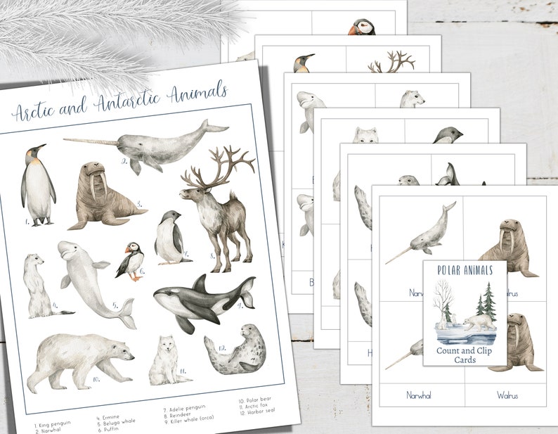 POLAR Animals Pre-k and K Activity Pack Homeschool Digital - Etsy